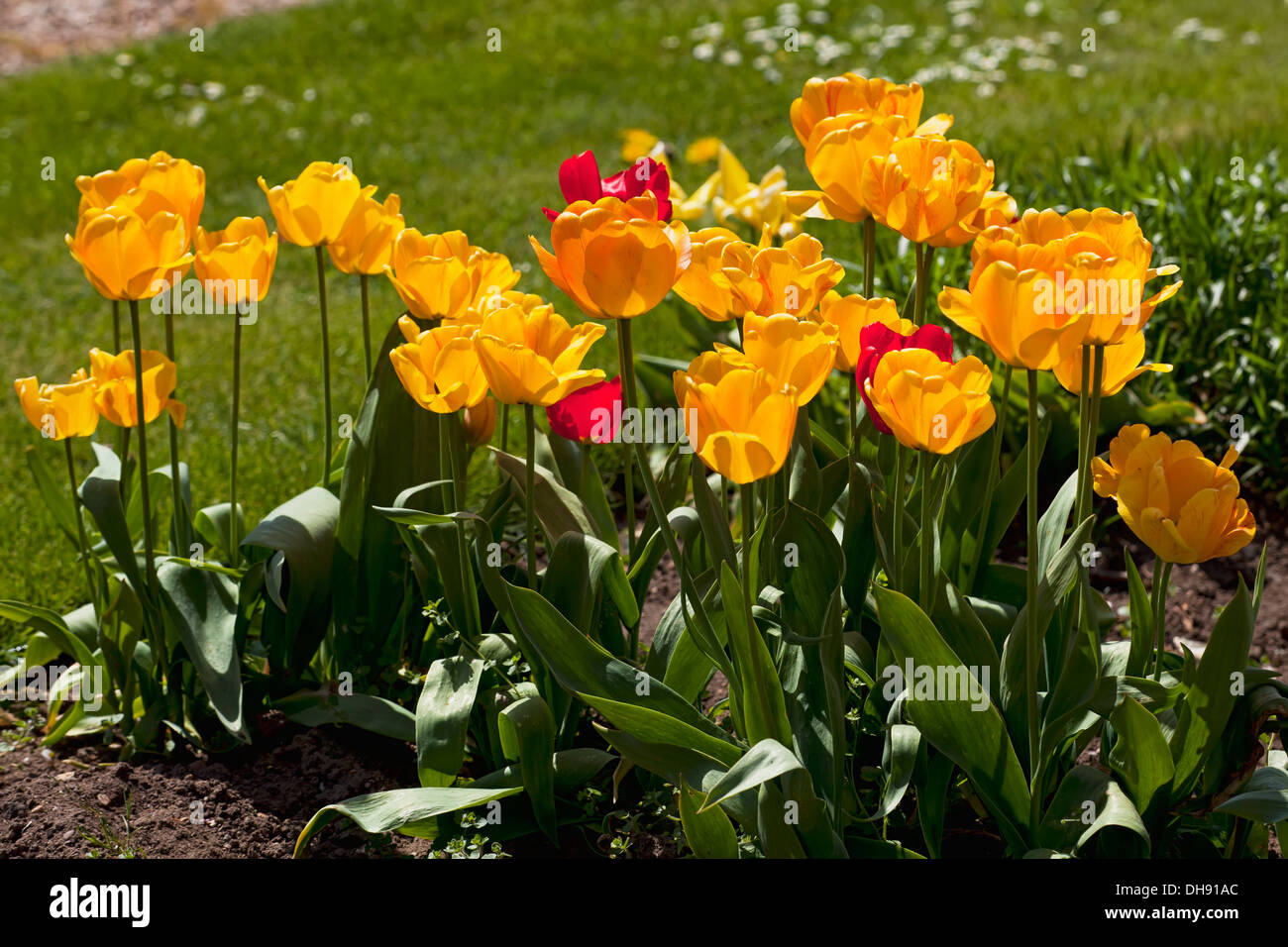 Spring Tulips In Bloom; Great Chart, Kent, England Stock Photo - Alamy