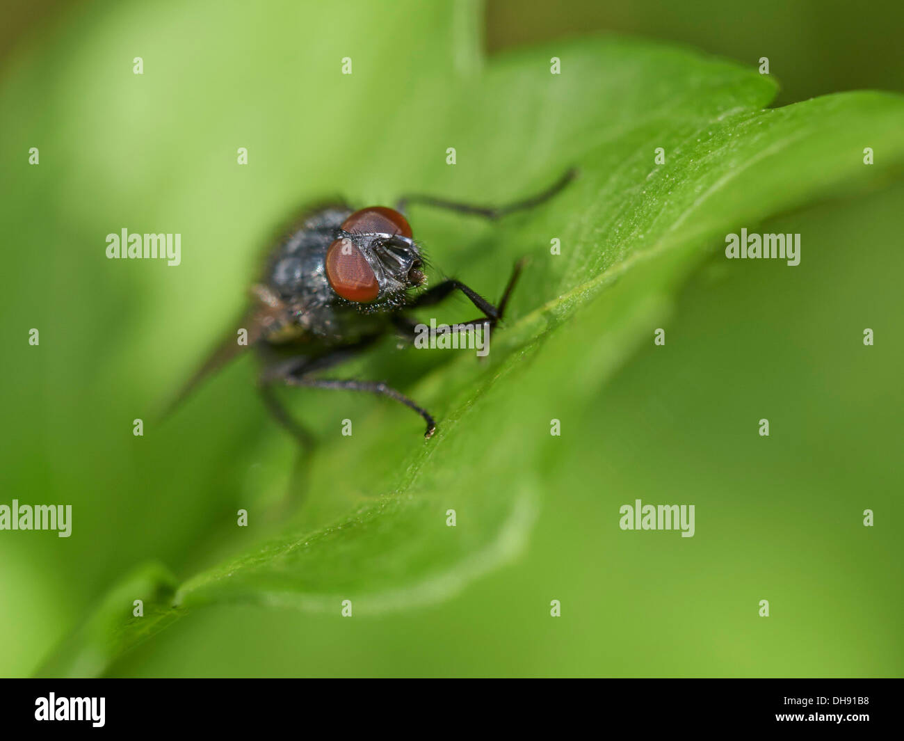 Close up house fly hi-res stock photography and images - Alamy