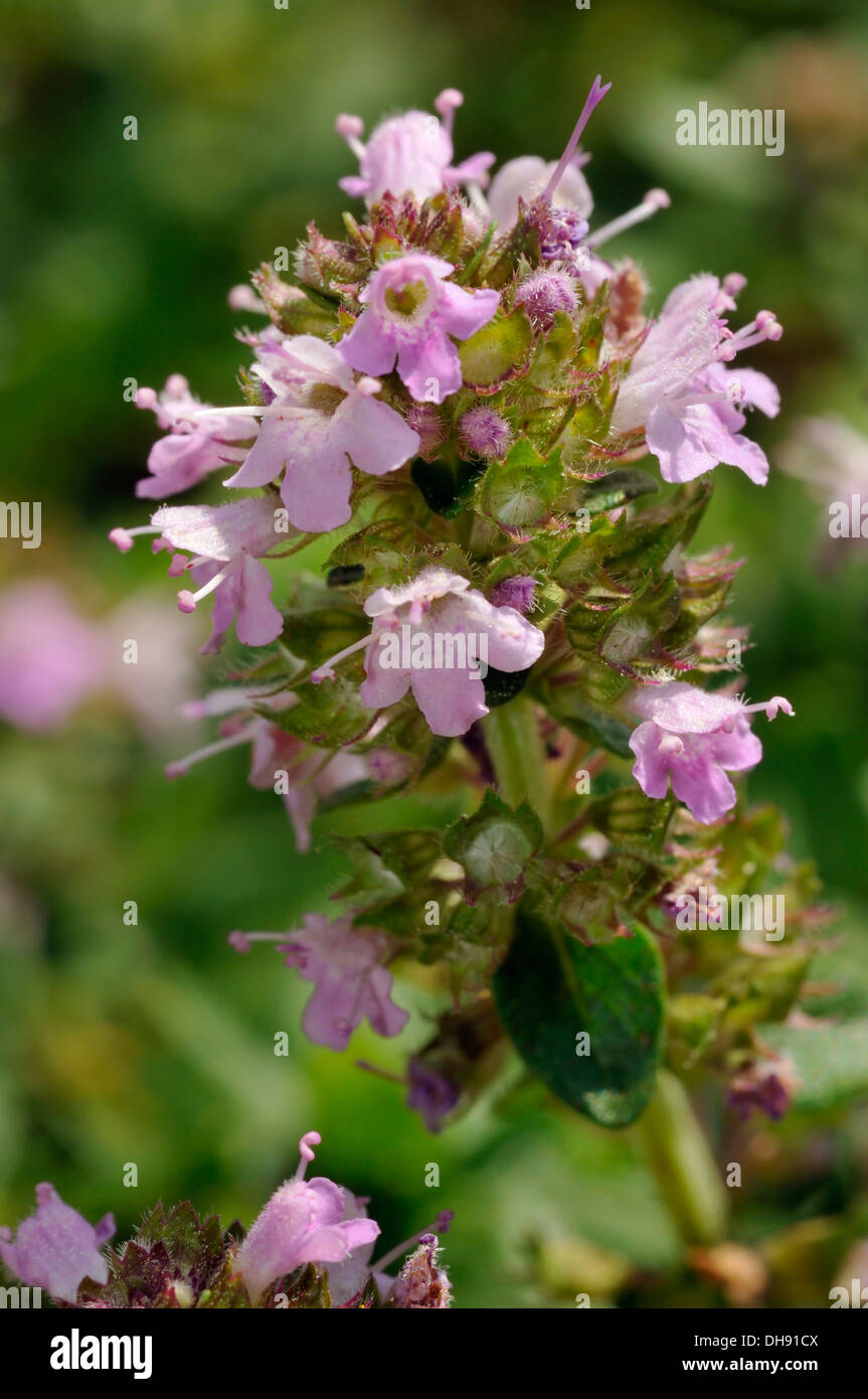 Large Thyme - Thymus pulegioides Closeup of flower Stock Photo - Alamy