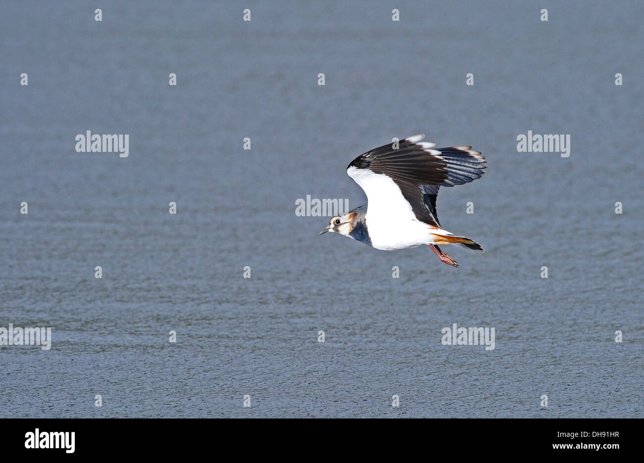 Lapwing peewit bird hi-res stock photography and images - Alamy