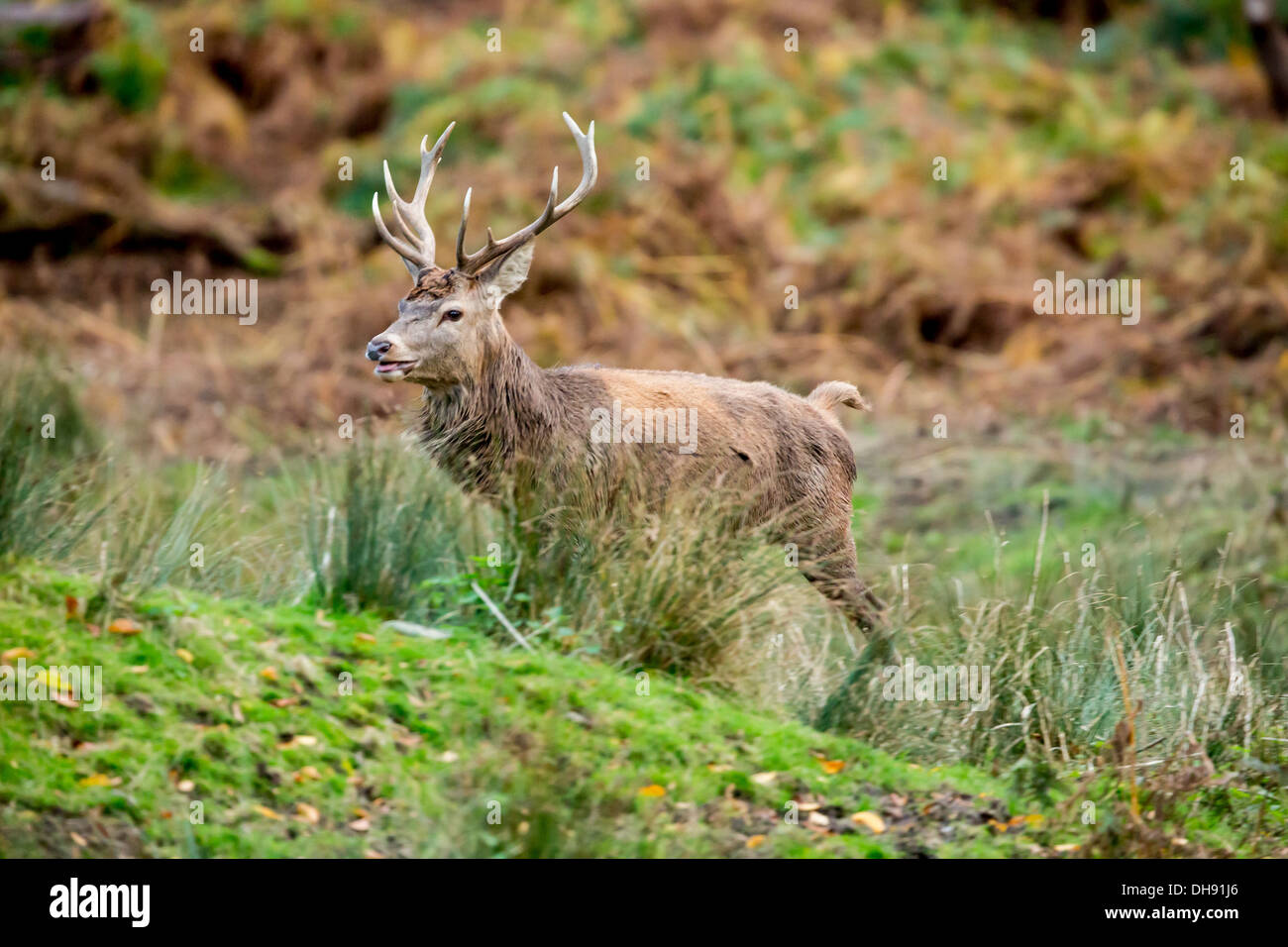 Horns deer stag stags hi-res stock photography and images - Alamy