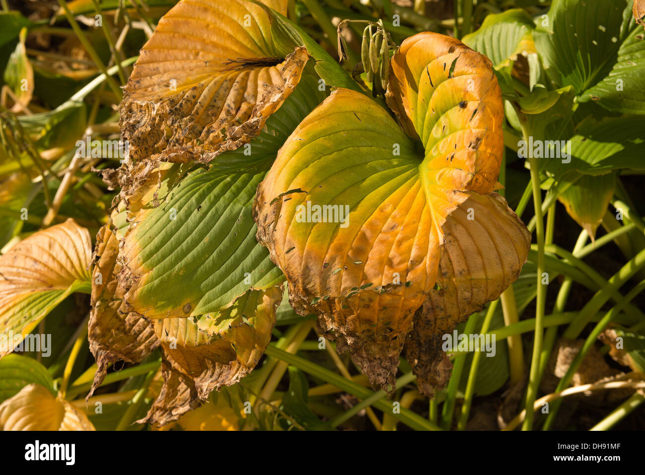 Slug damaged hosta leaves hi-res stock photography and images - Alamy