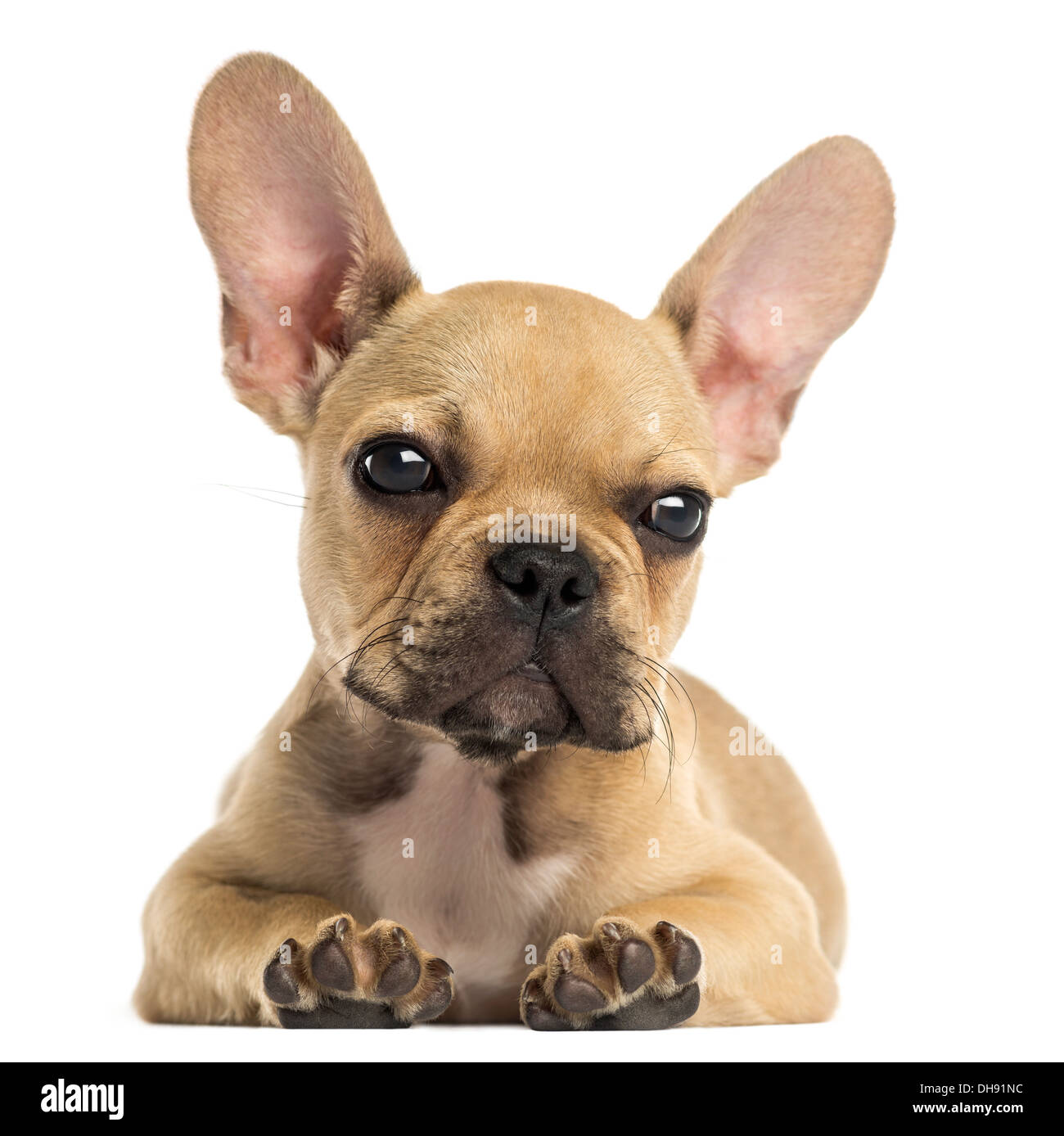 French Bulldog puppy lying down, looking at the camera against white ...