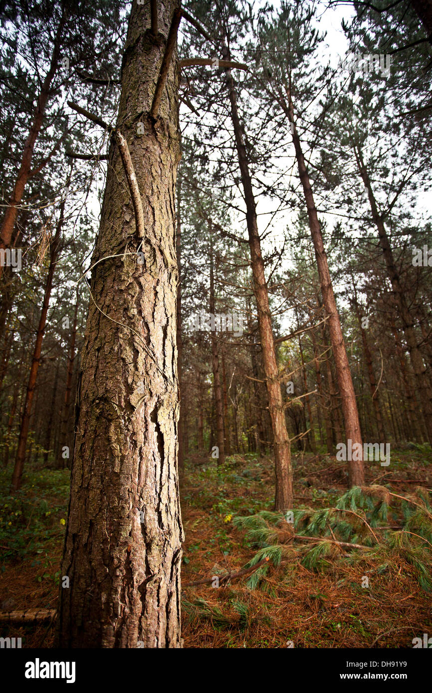 Old trees in a forest Stock Photo - Alamy