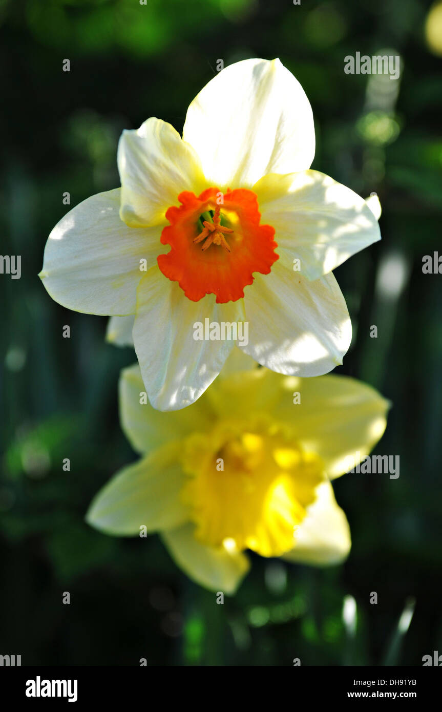 Daffodil is the national flower of wales hi-res stock photography and ...