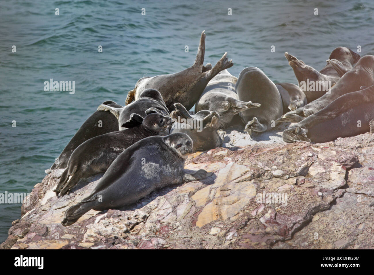 Baikal seals hi-res stock photography and images - Alamy