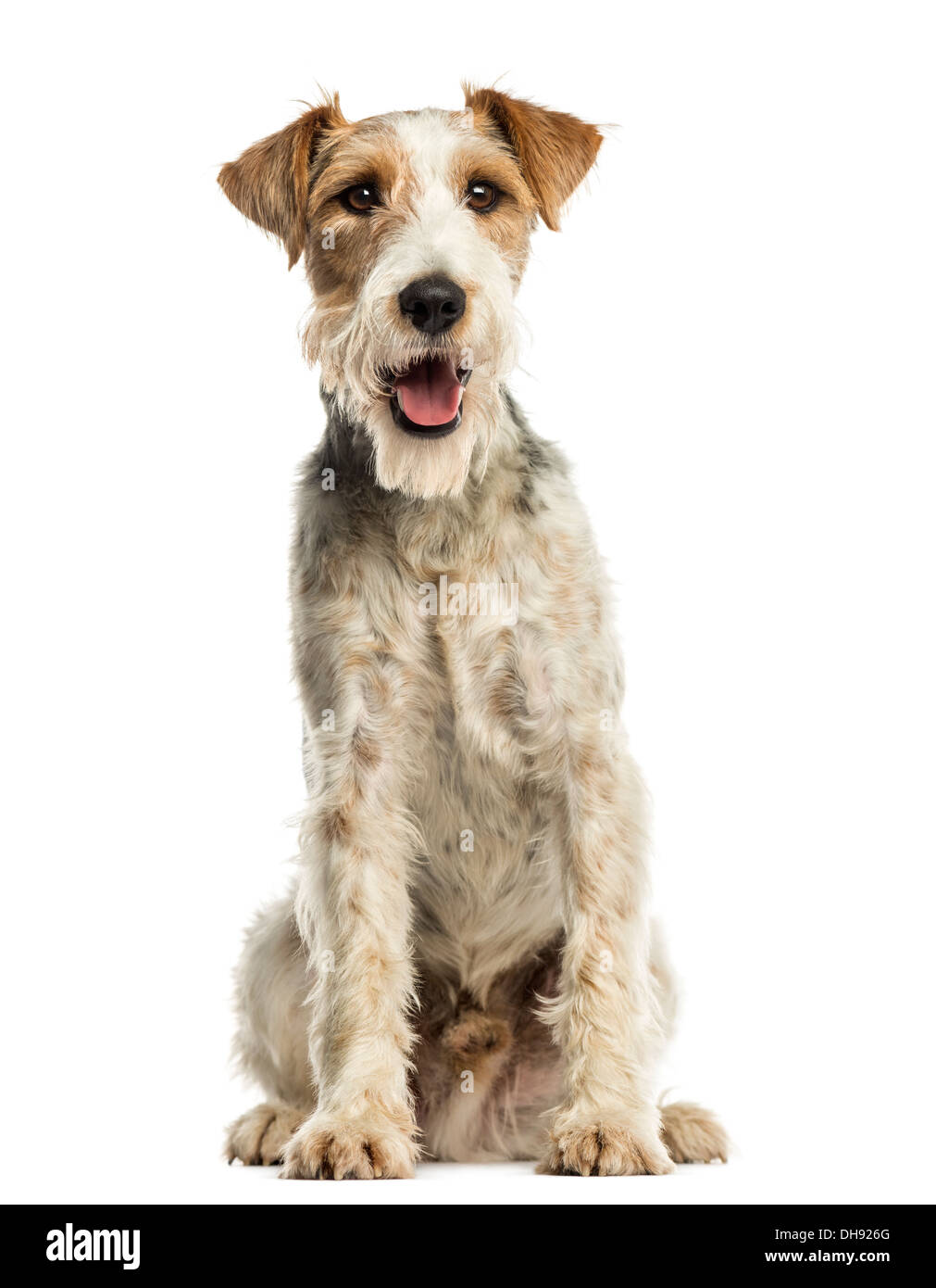 Fox terrier sitting, facing, panting against white background Stock ...
