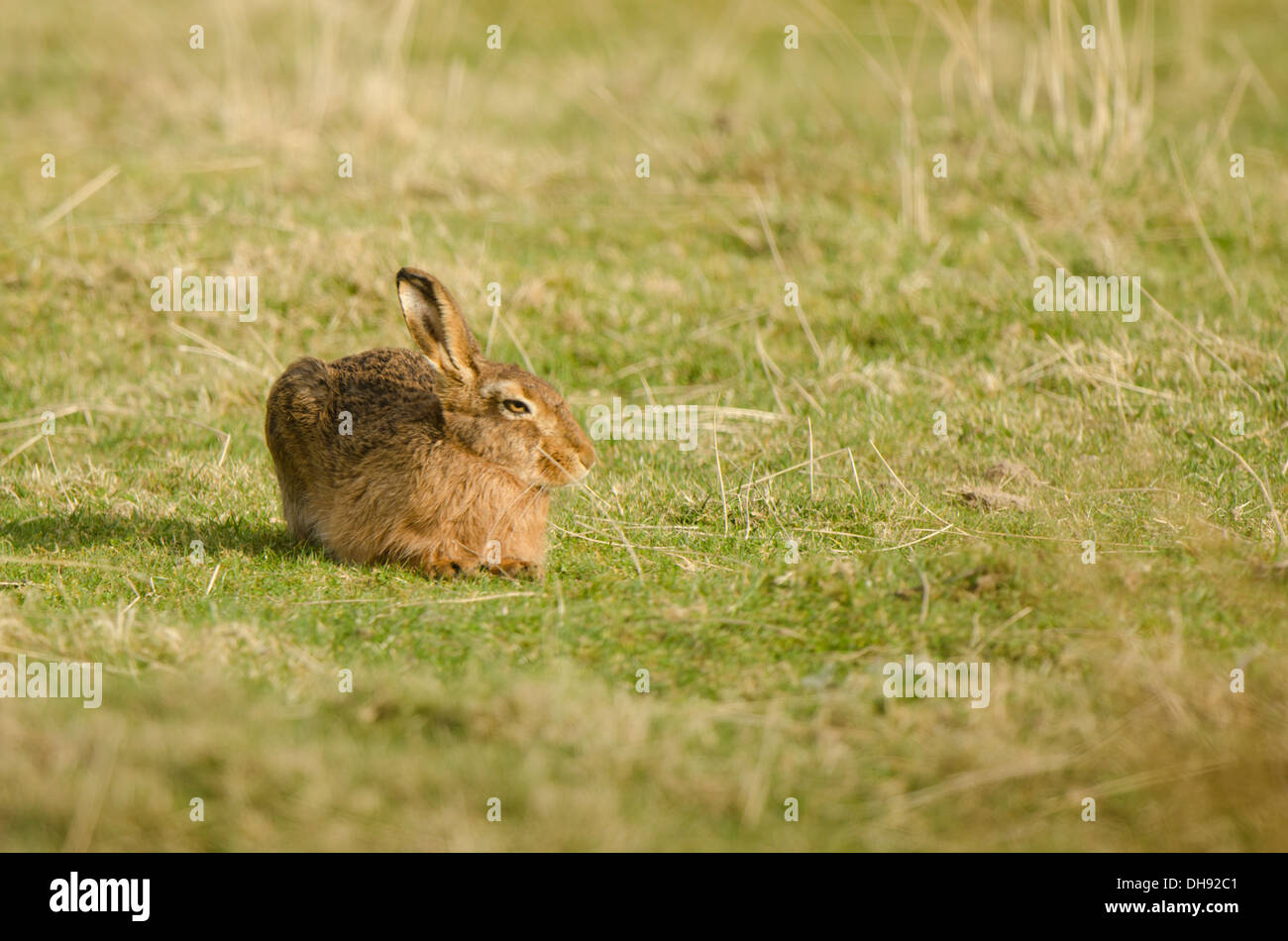 Hares Form High Resolution Stock Photography and Images - Alamy