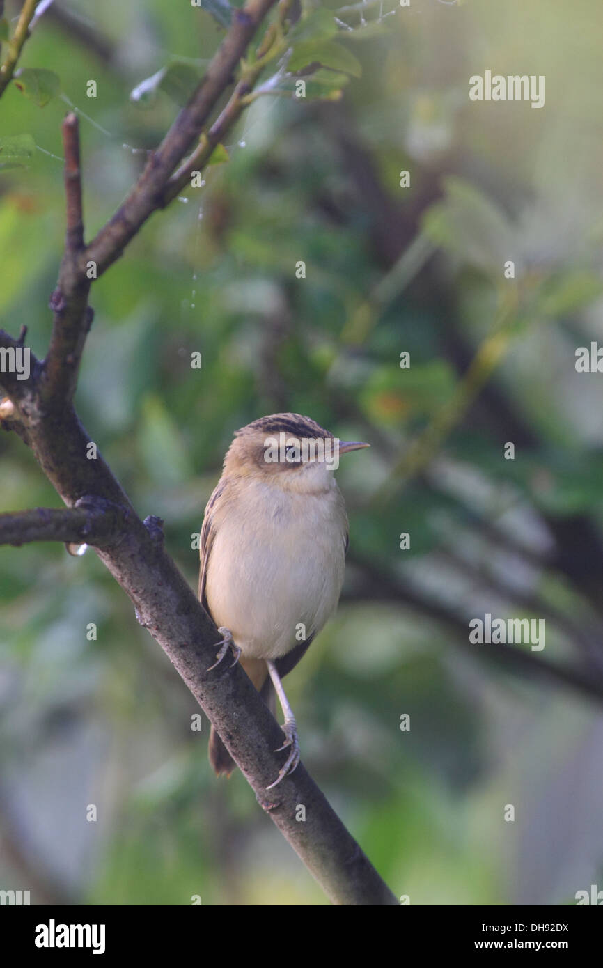 Acrocephalus schoenobaenus uk hi-res stock photography and images - Alamy