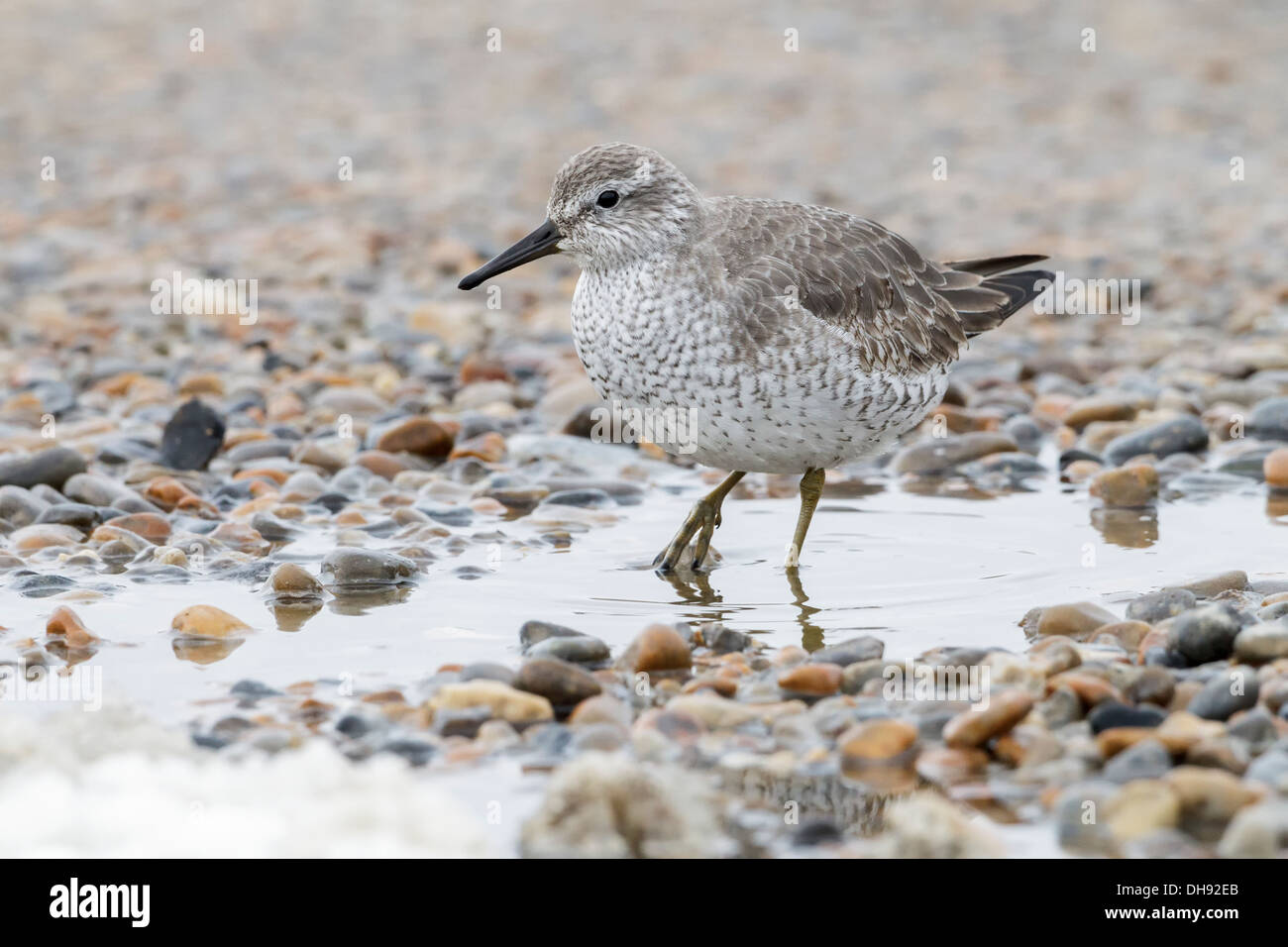 Shingle shore hi-res stock photography and images - Alamy