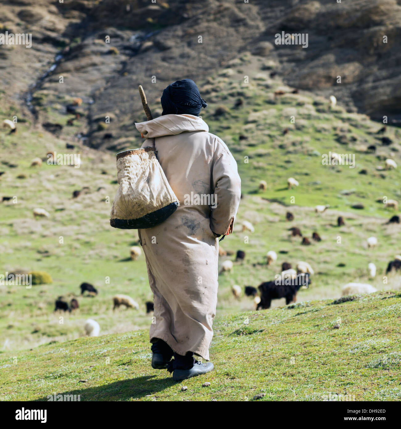 A Shepherd Walks Through A Field With Sheep And Goats; Marrakech ...