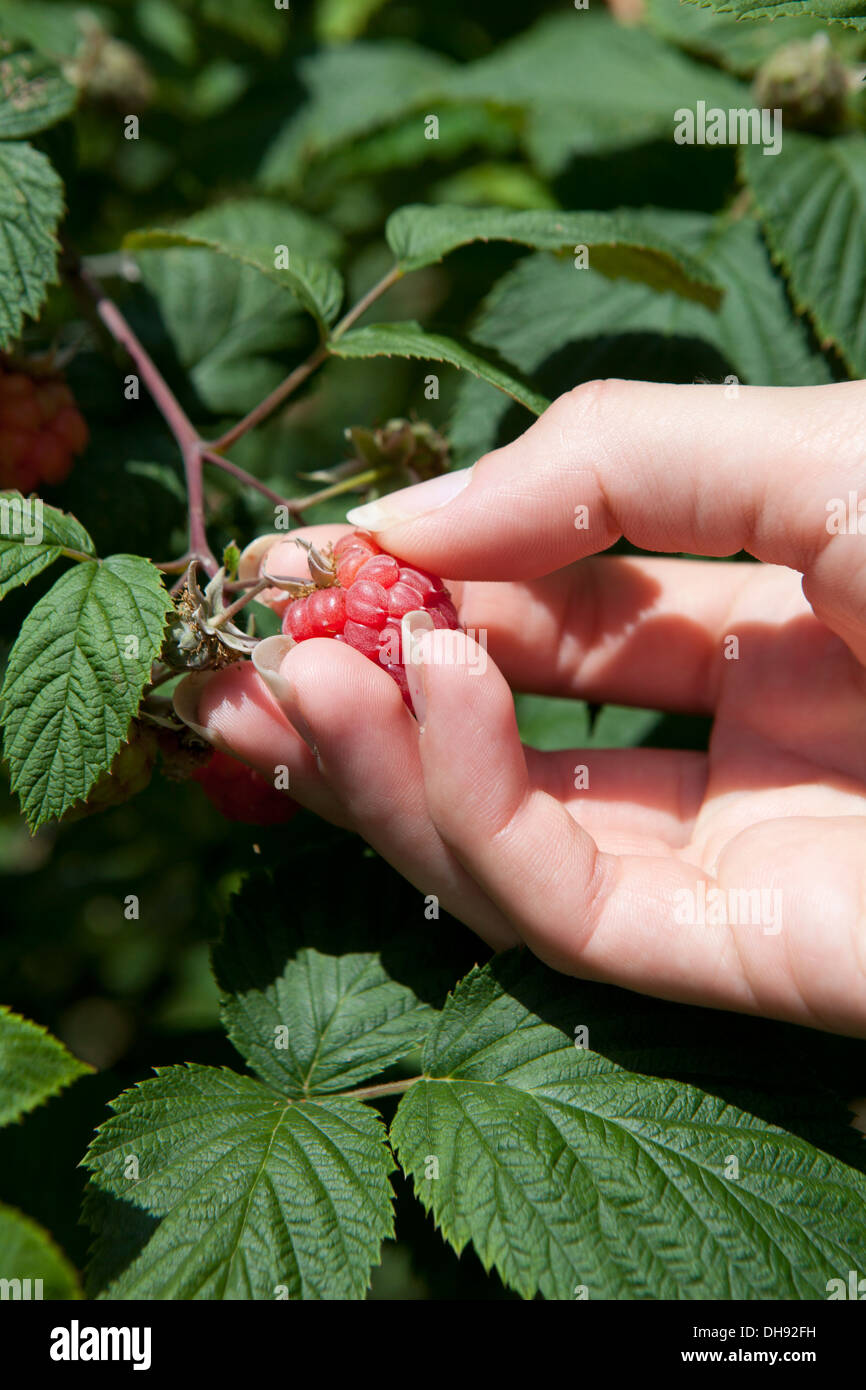 Raspberry picking hi-res stock photography and images - Alamy