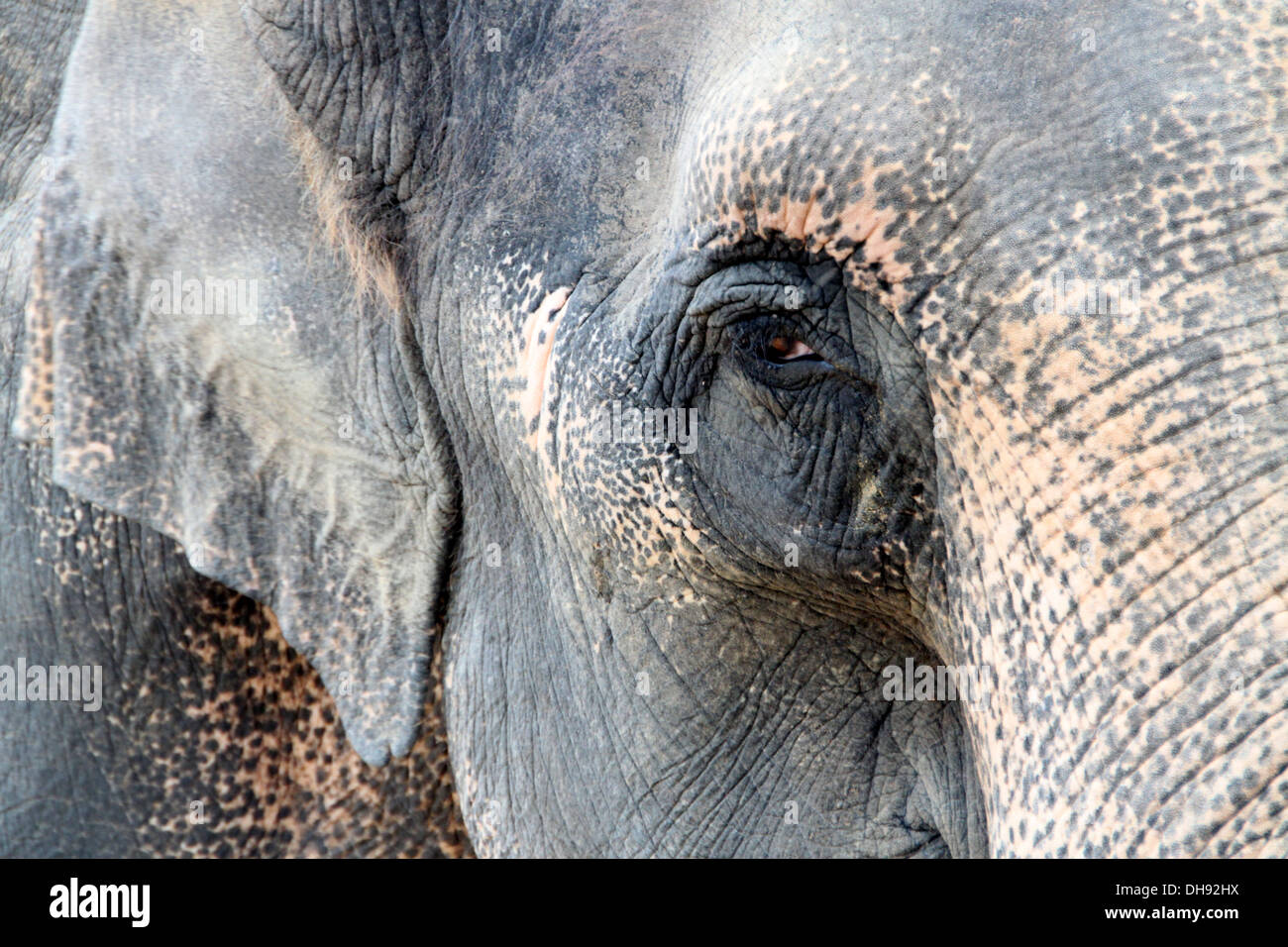 Close up detail of Elephant's eye Stock Photo - Alamy