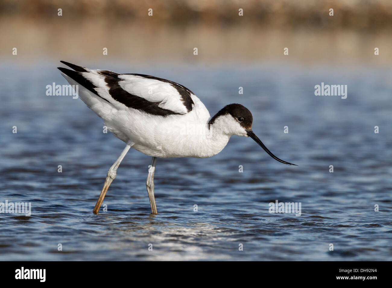 Black and white avocet hi-res stock photography and images - Alamy