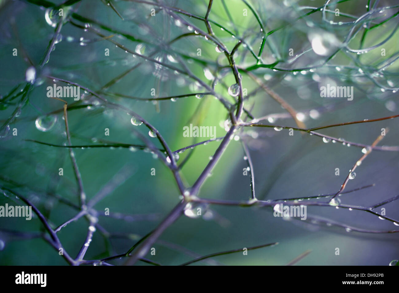 Dew drops on plant Stock Photo - Alamy