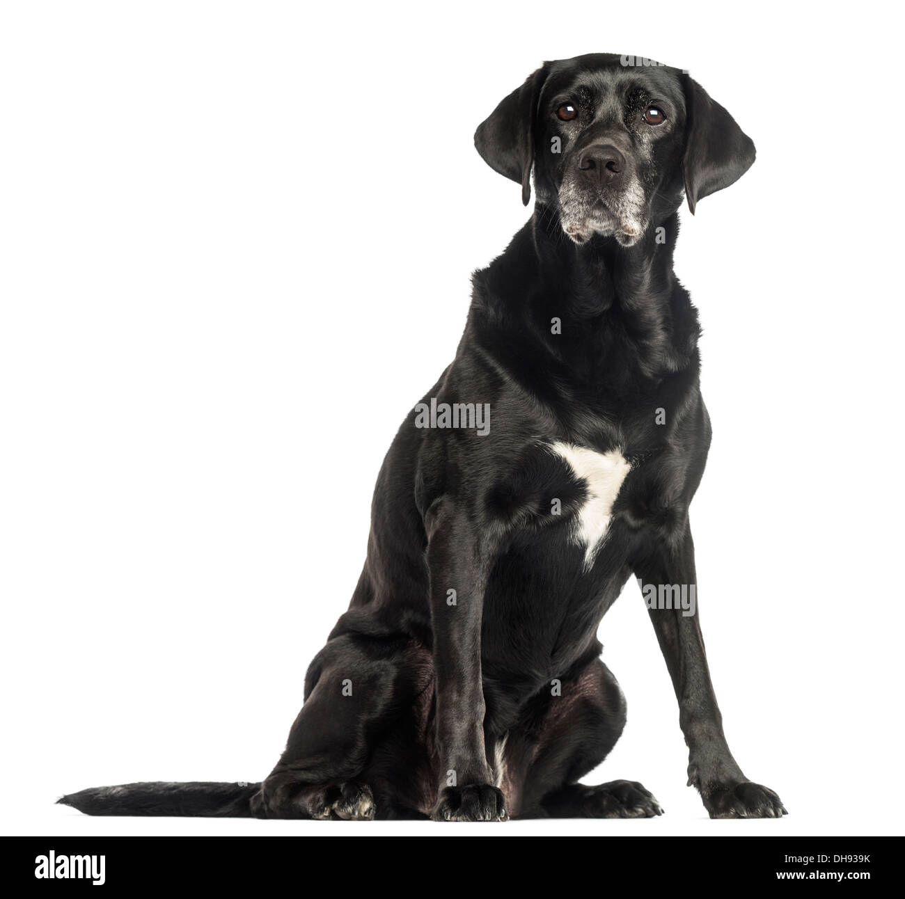 Old dog sitting against white background Stock Photo - Alamy