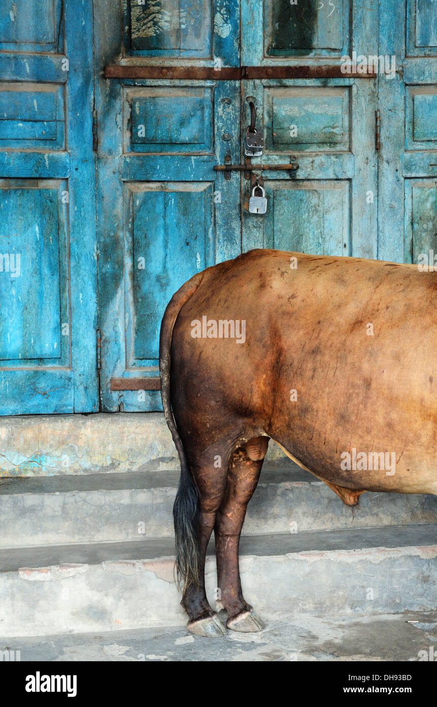 Blue bull india blue cow hi-res stock photography and images - Alamy