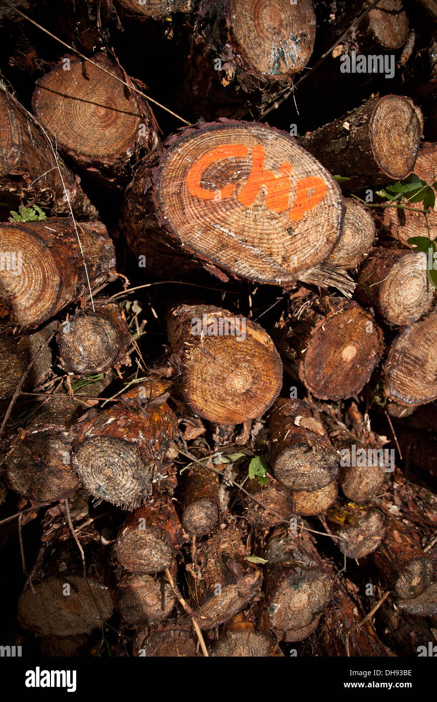 Stack of tree logs ready for chipping Stock Photo - Alamy