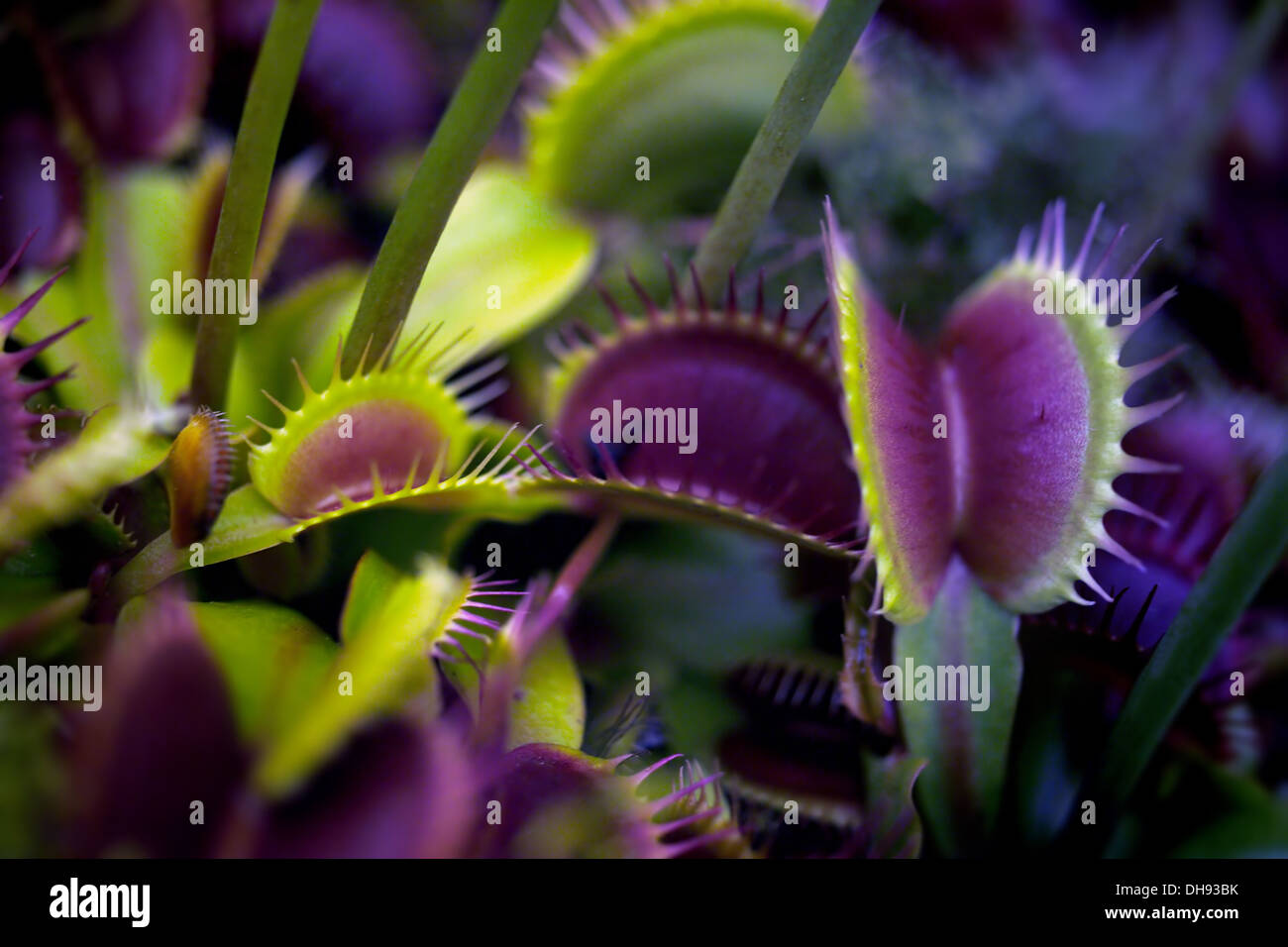 Fly catcher plant hi-res stock photography and images - Alamy
