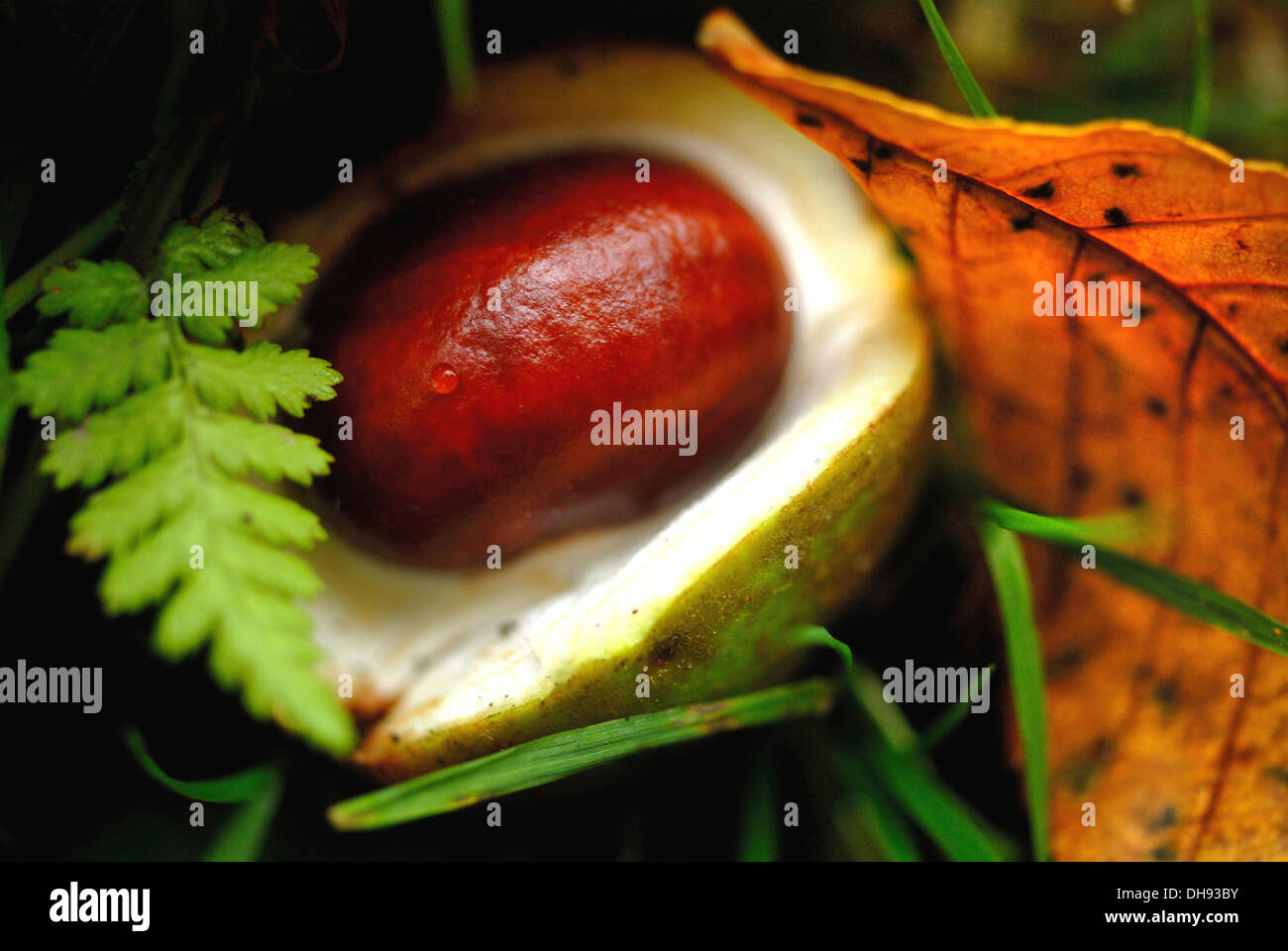 Seed casing hi-res stock photography and images - Alamy
