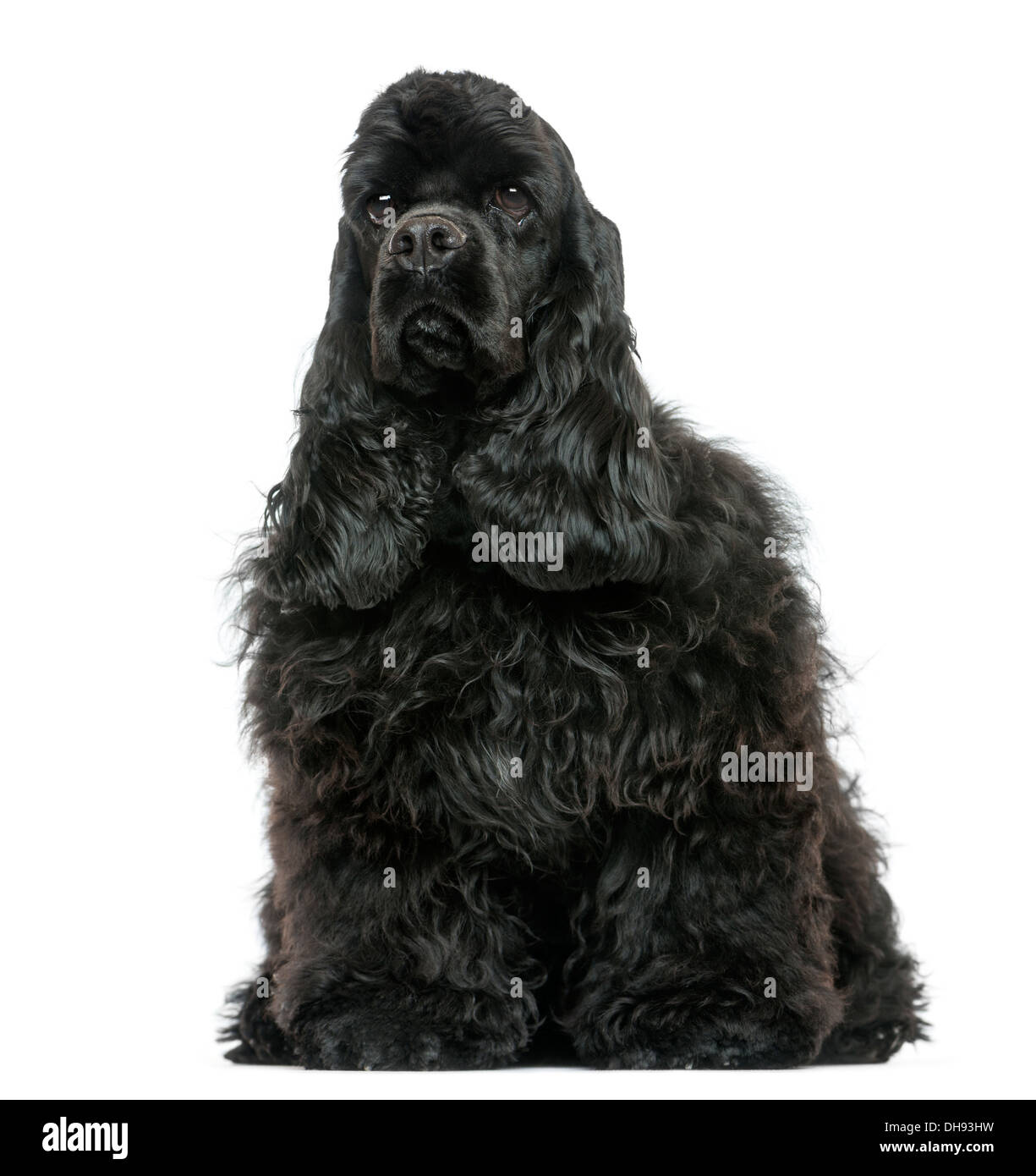 English cocker spaniel black and white hi-res stock photography and ...