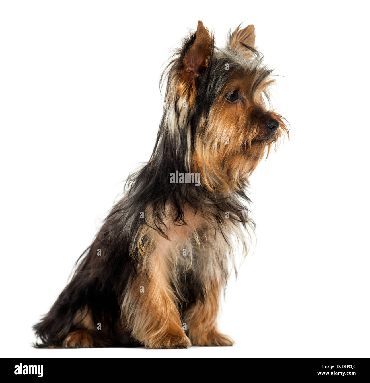 Yorkshire terrier dog side view Cut Out Stock Images & Pictures - Alamy