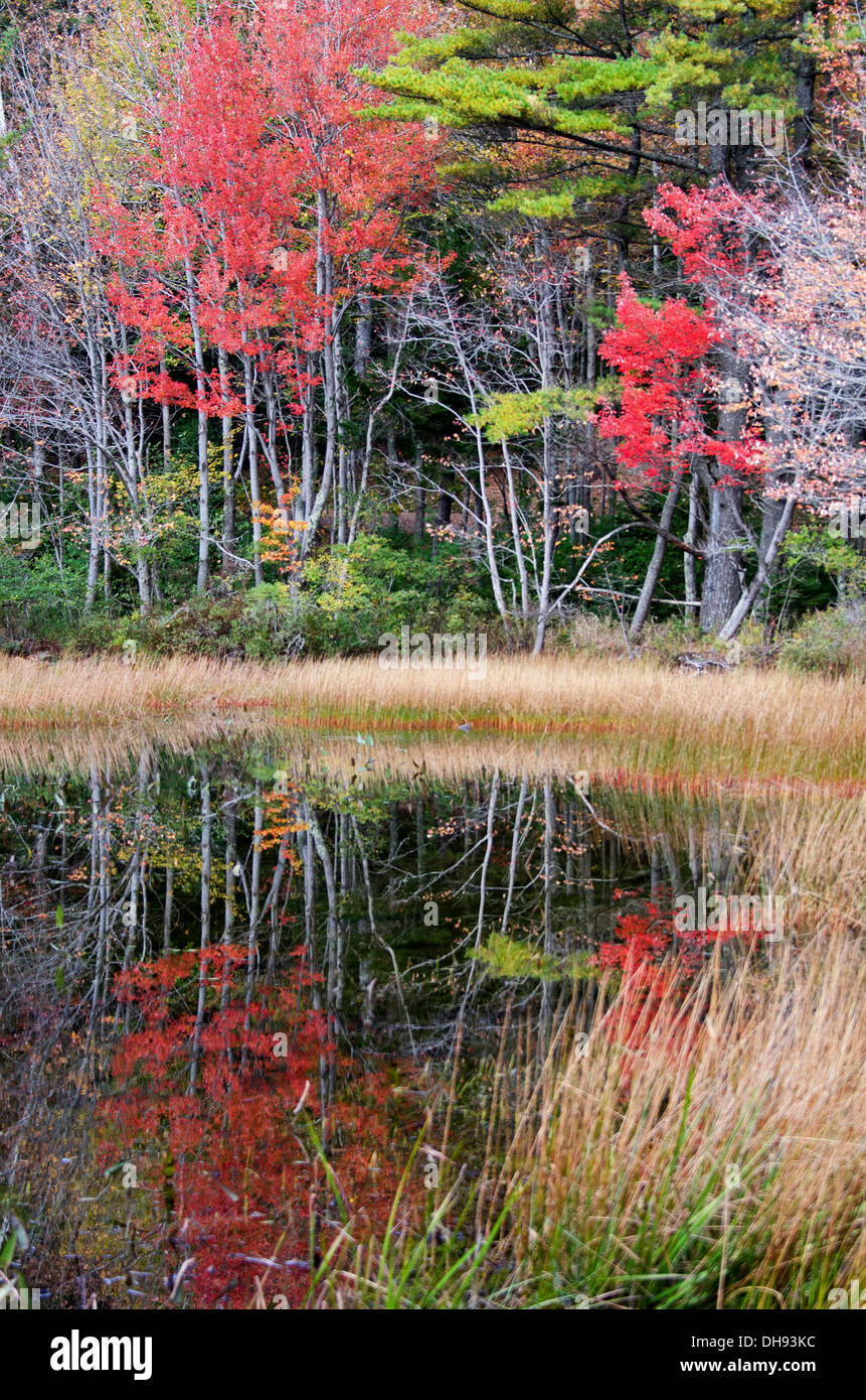 Scarlet autumn foliage and marsh grass reflected in Eagle Lake, Acadia ...
