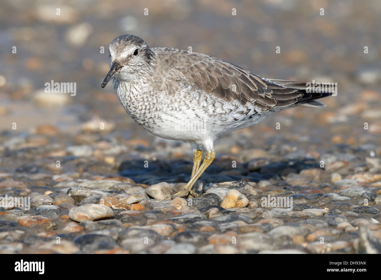 A winter plumage Knot on a shingle shore Stock Photo - Alamy