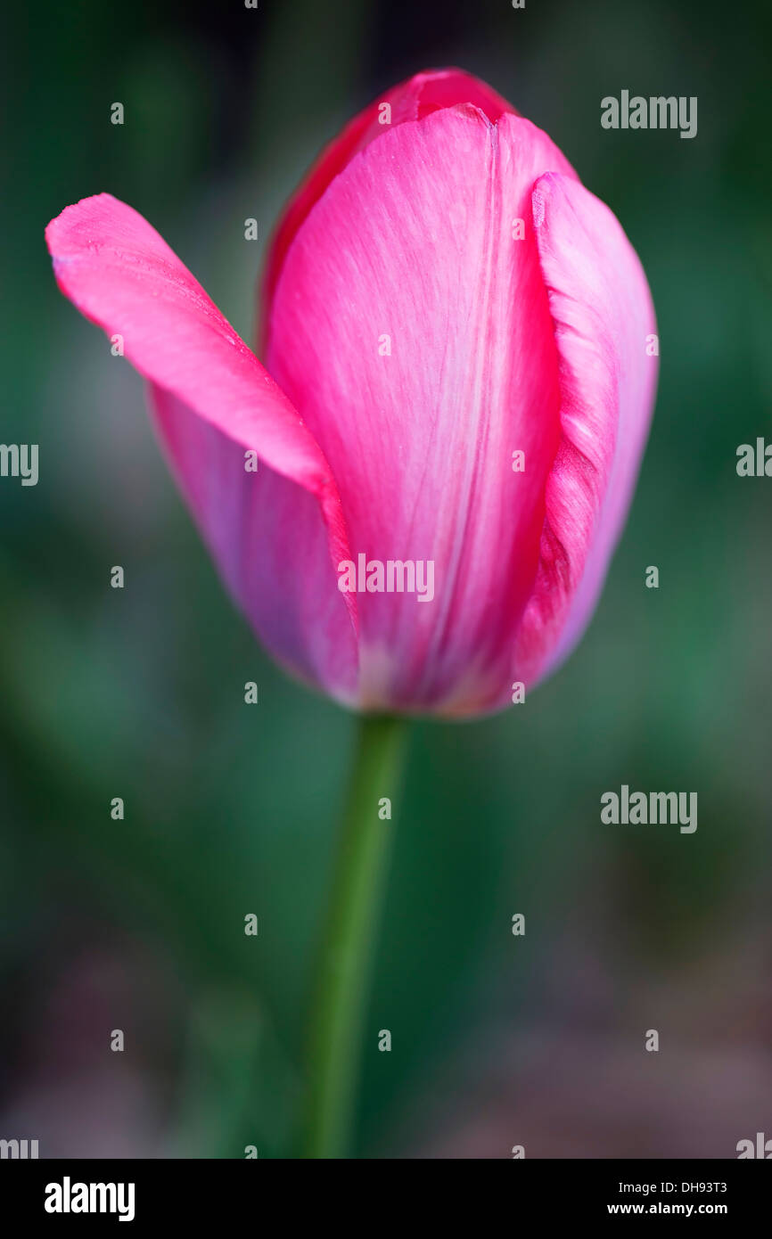 Pink tulip single flower hi-res stock photography and images - Alamy