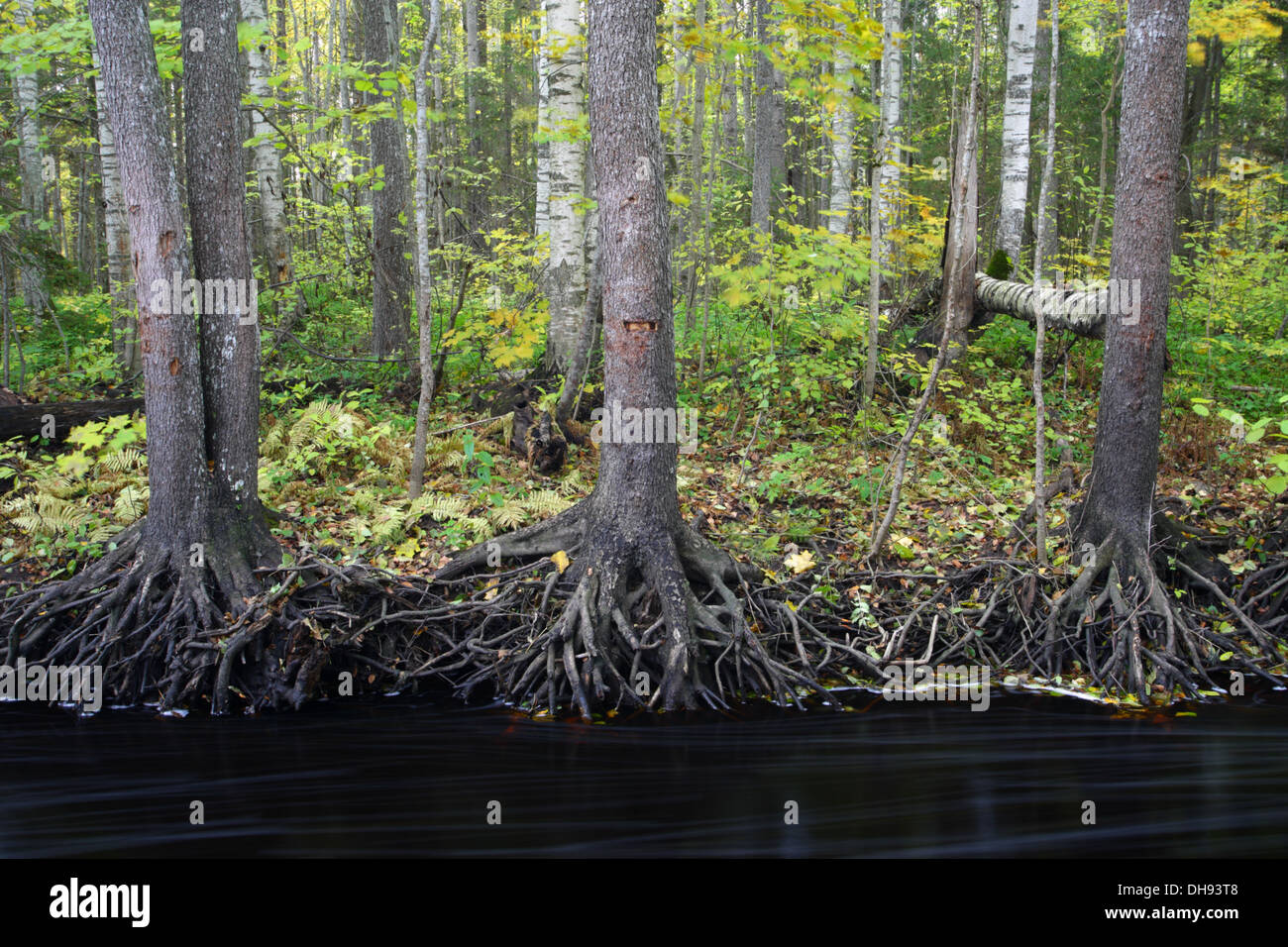 Poruni River in Poruni boreo-nemoral Forest, Estonia Stock Photo - Alamy