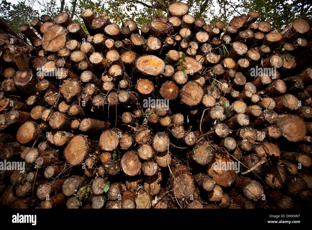 Stack of tree logs ready for chipping Stock Photo - Alamy