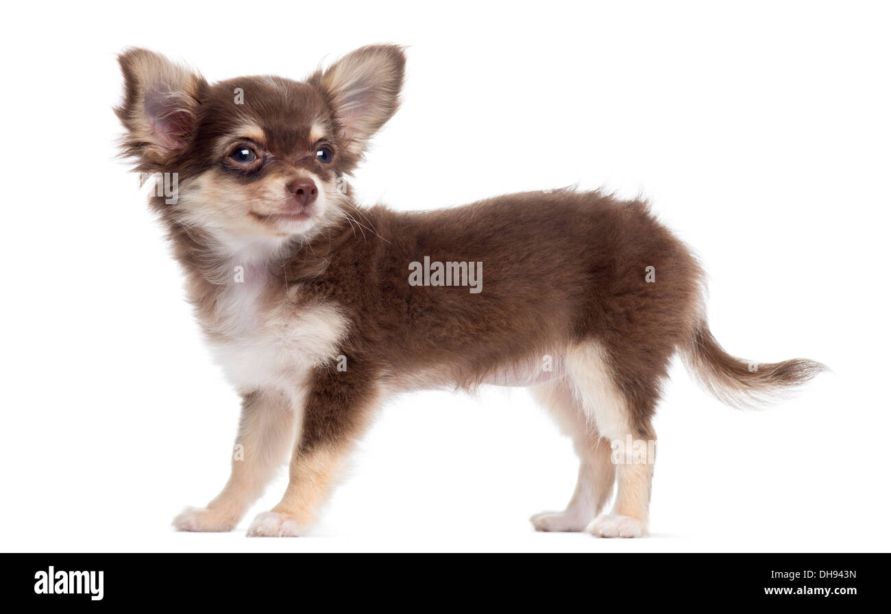 Side view of a Chihuahua puppy standing against white background Stock ...
