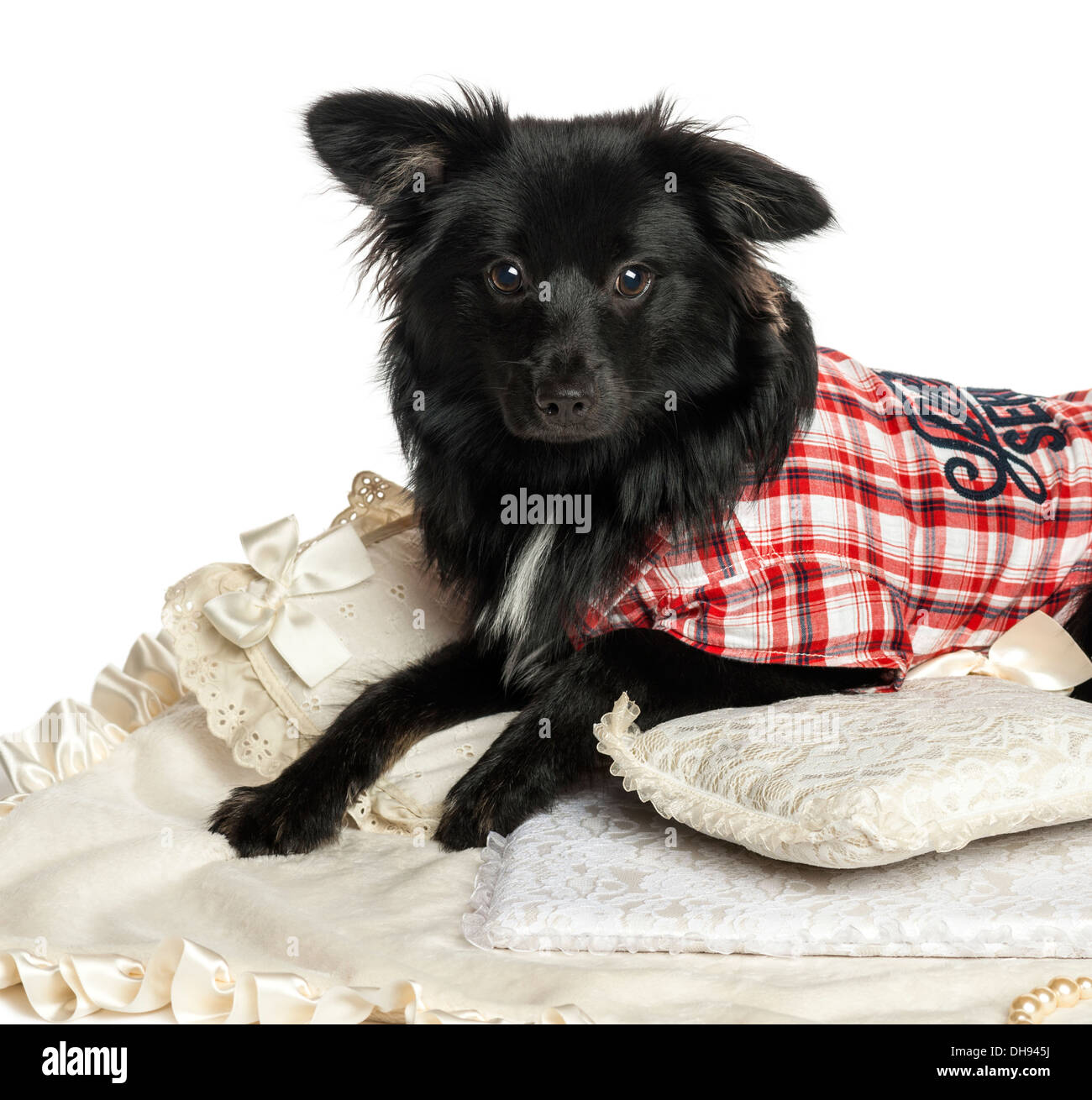 Close-up of a dressed-up Japanese Spitz against white background Stock ...