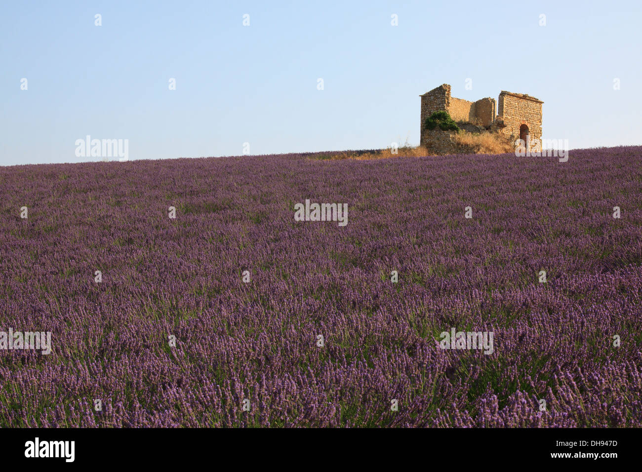 French Farmhouse Lavender High Resolution Stock Photography and Images ...