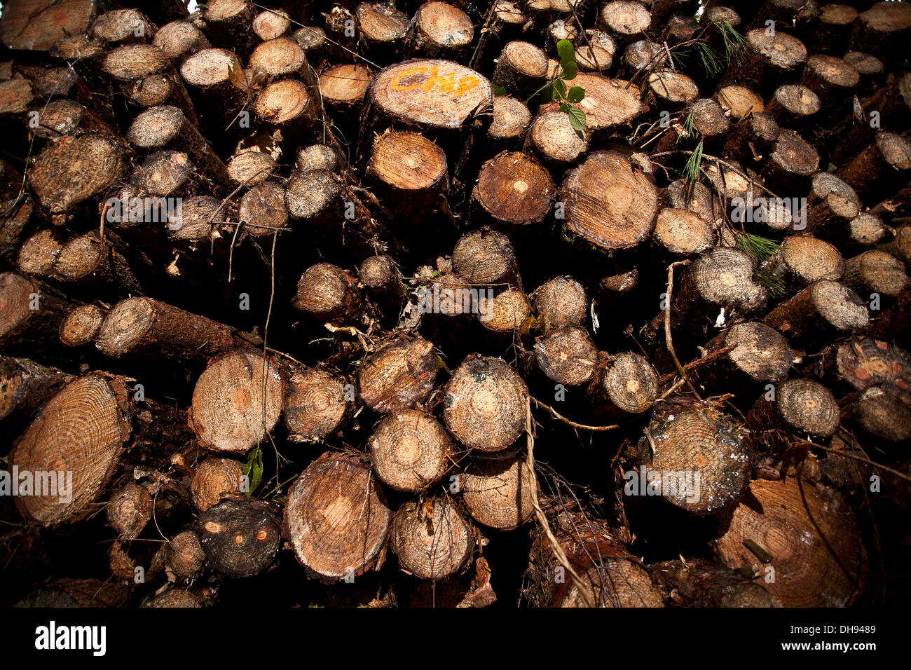 Stack of tree logs ready for chipping Stock Photo - Alamy