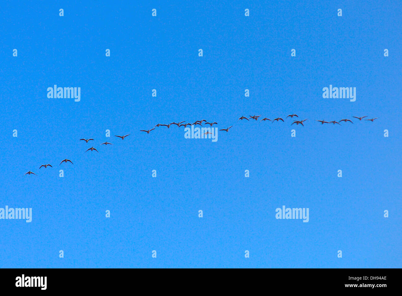 Formation of geese, Saltholme nature reserve Stock Photo - Alamy