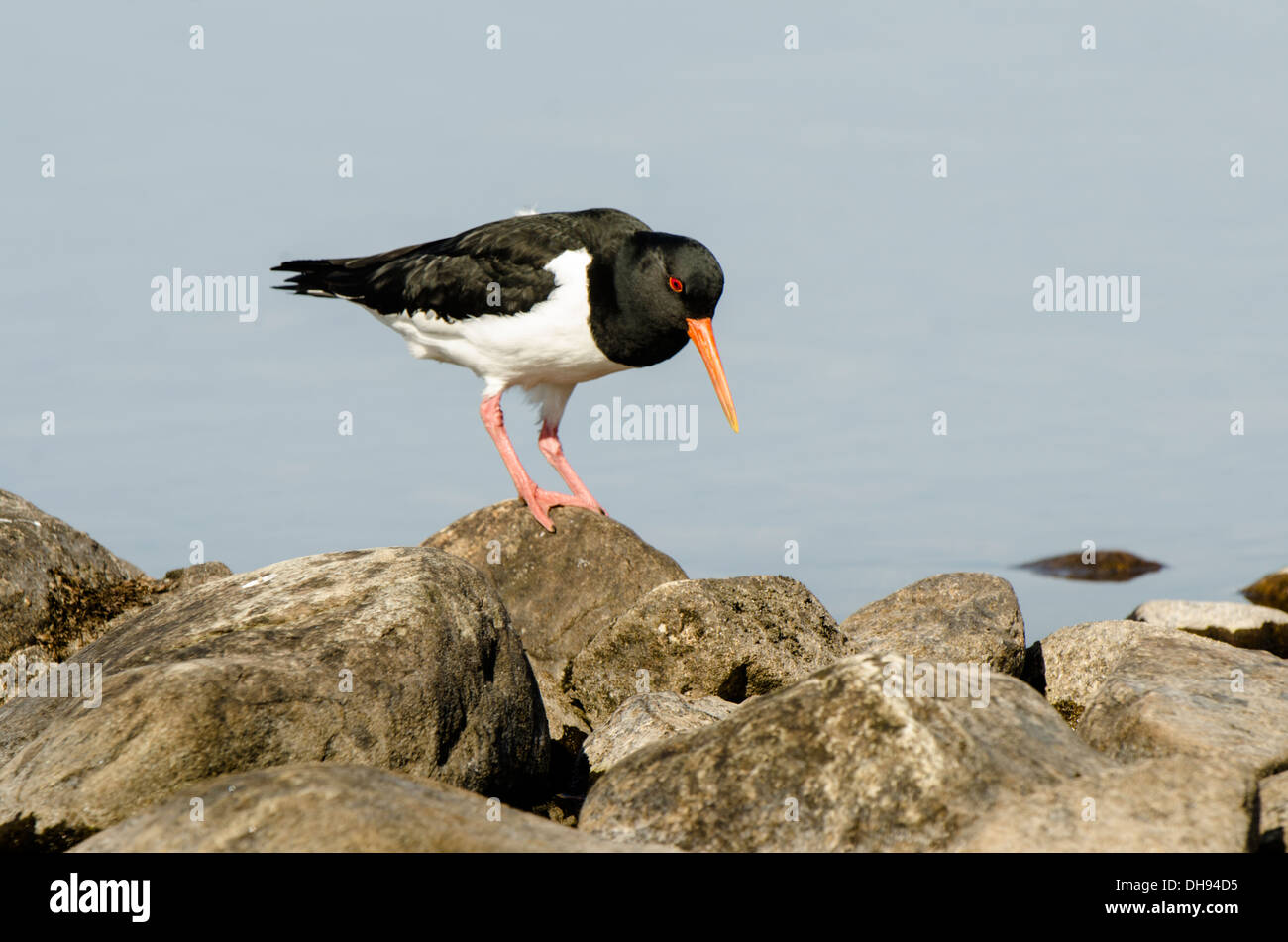 Adult bird walking hi-res stock photography and images - Alamy