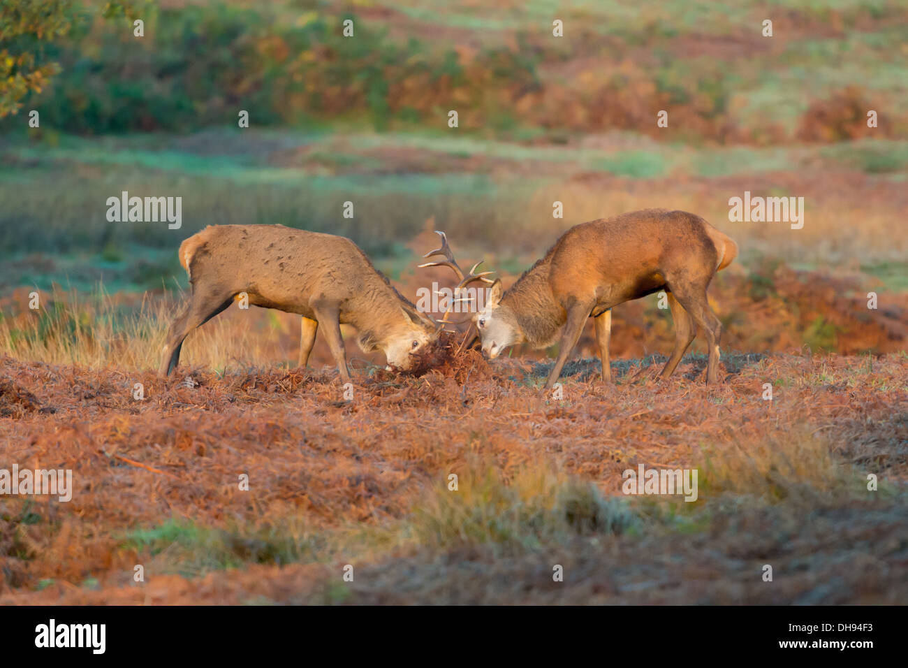 Red deer stags fighting Stock Photo - Alamy