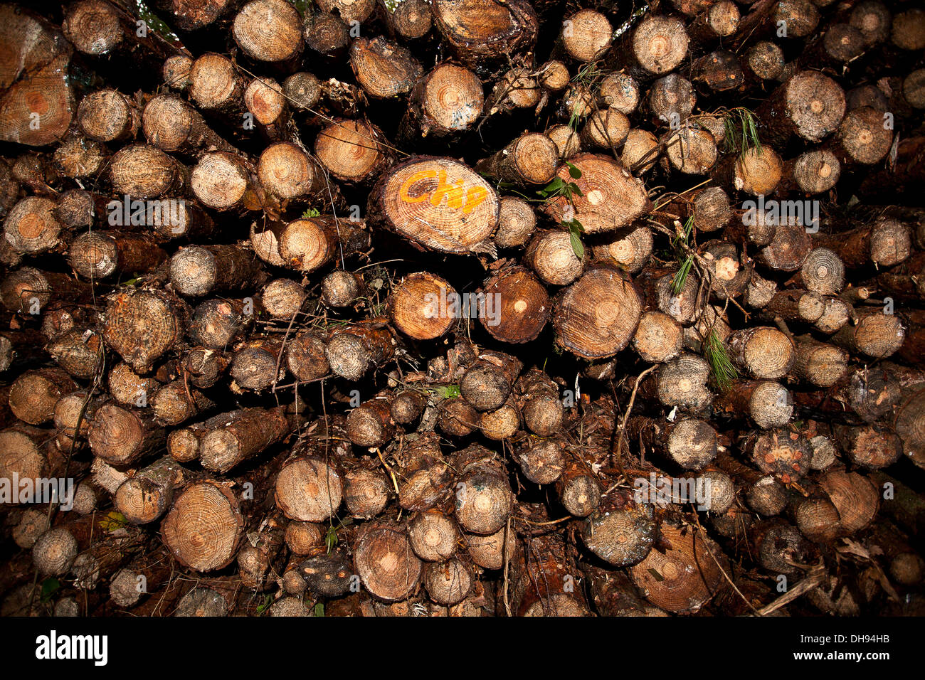 Chipping wood for hi-res stock photography and images - Alamy