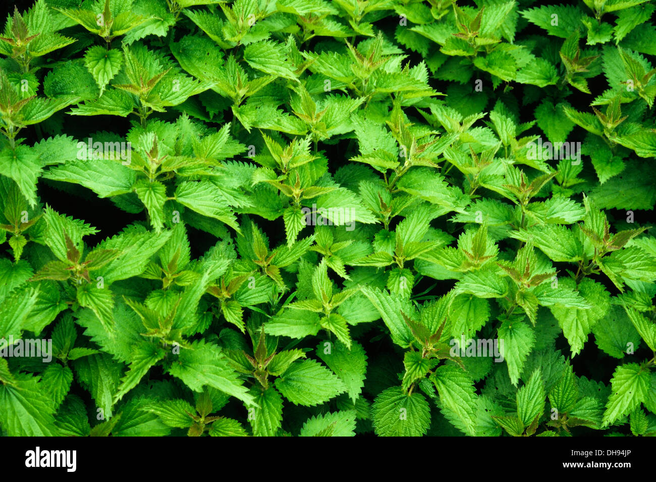 Green stinging nettle hi-res stock photography and images - Alamy