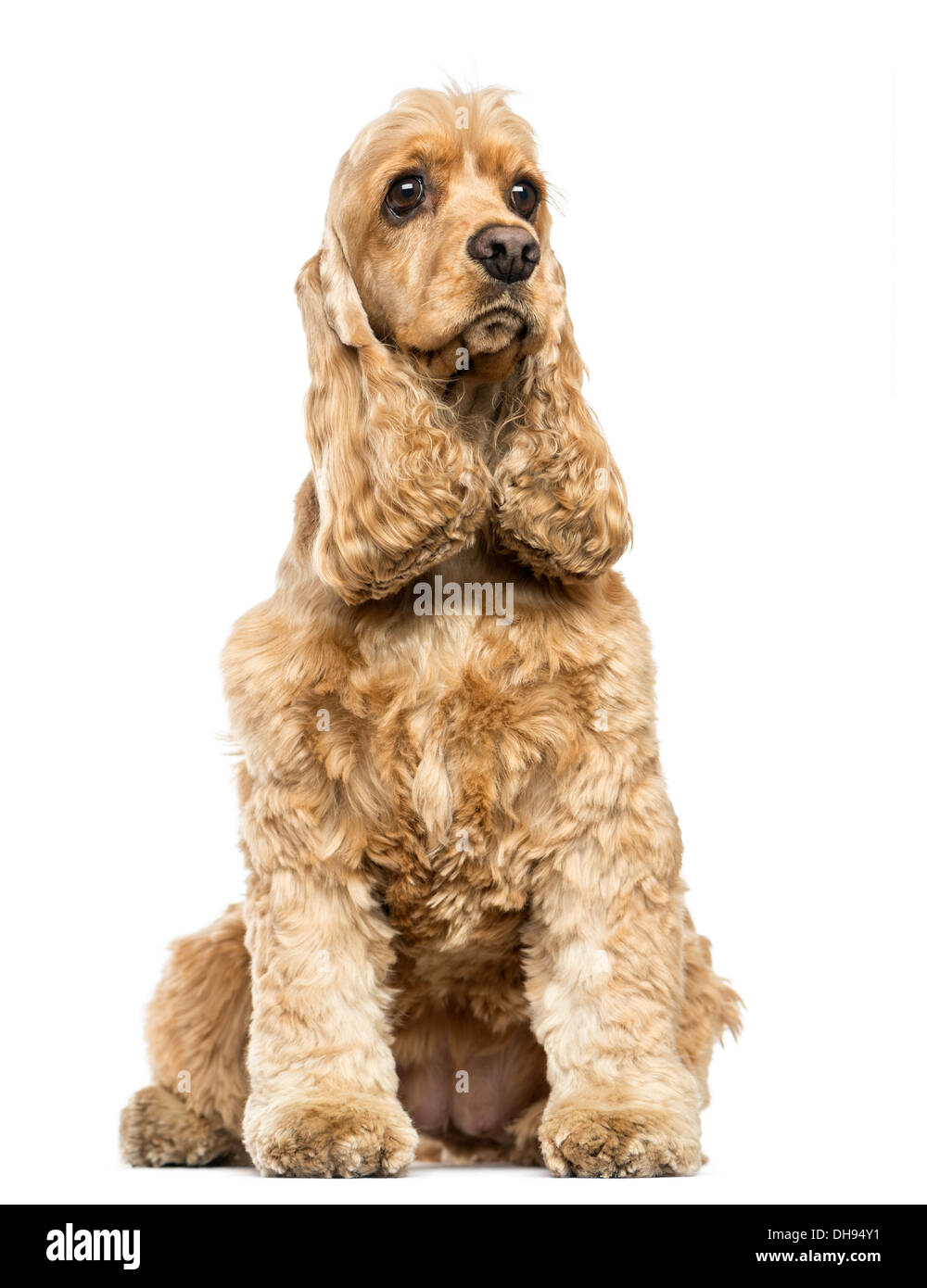 Cocker spaniel sitting hi-res stock photography and images - Alamy