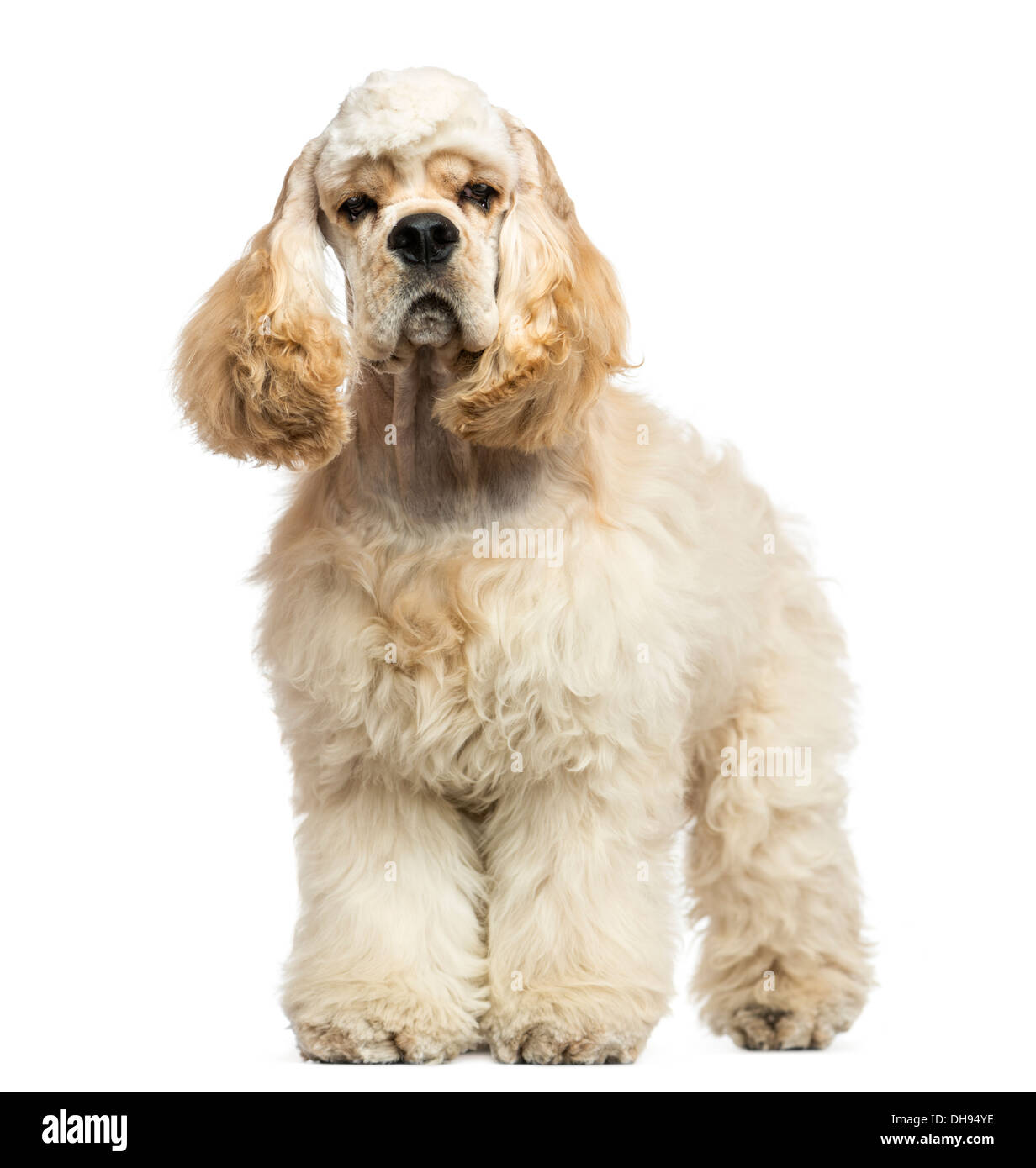 American cocker spaniel hi-res stock photography and images - Alamy