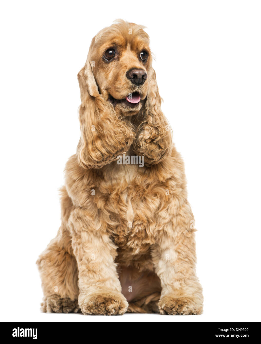 English Cocker Spaniel sitting against white background Stock Photo - Alamy