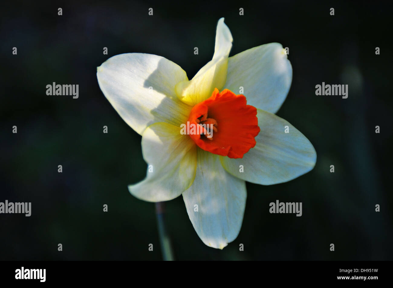 Daffodil is the national flower of wales hi-res stock photography and ...