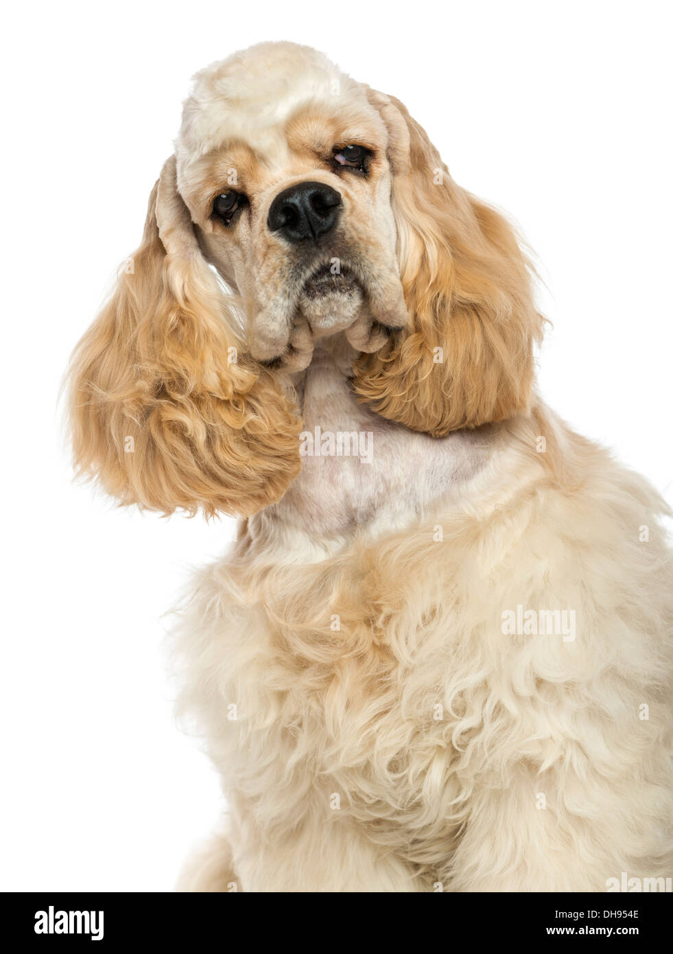White and tan cocker spaniel hi-res stock photography and images - Alamy