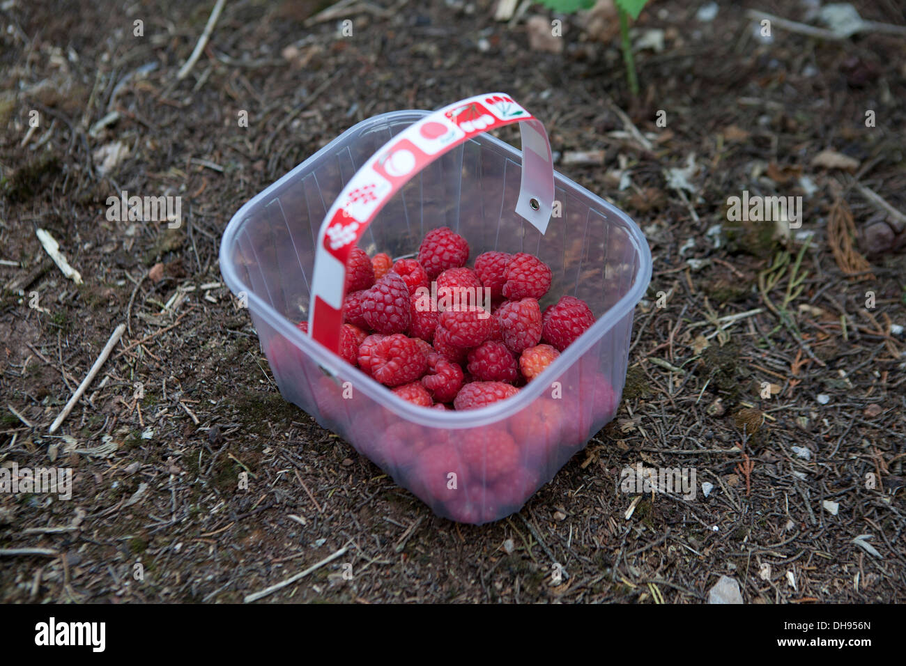 Raspberry picking hi-res stock photography and images - Alamy