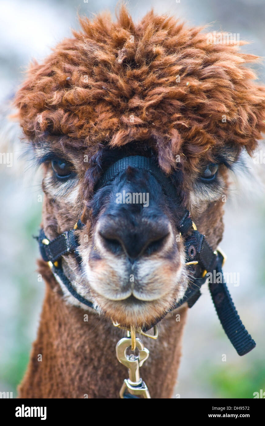 Wooly llamas hi-res stock photography and images - Alamy
