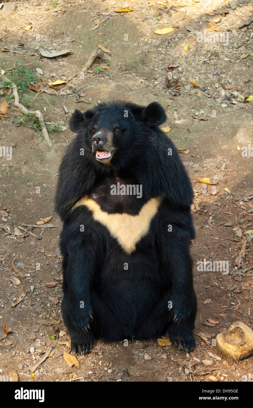 Vertical close up of an Asian Black bear Stock Photo - Alamy