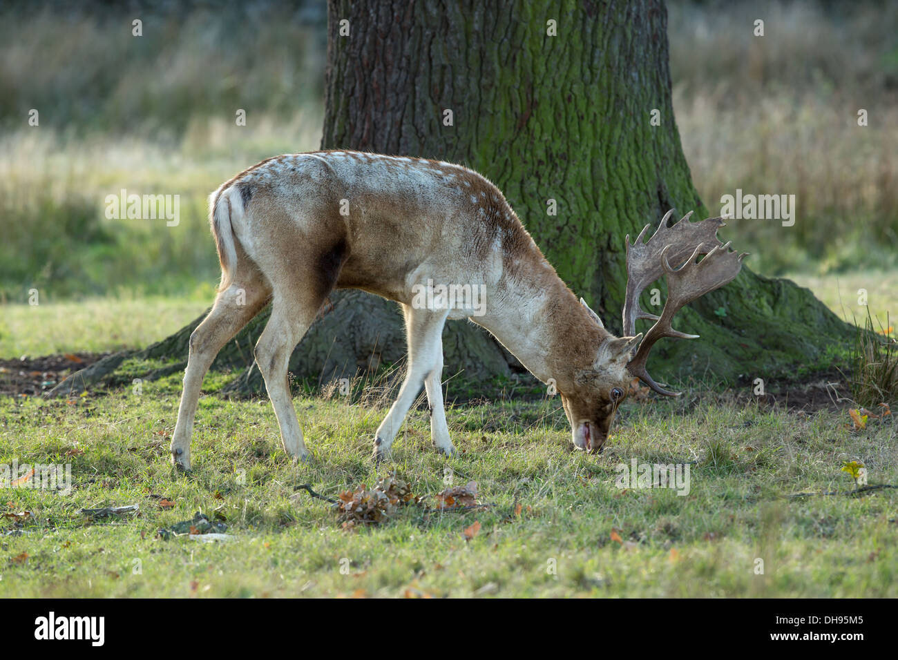 Deer grazing tree hi-res stock photography and images - Alamy