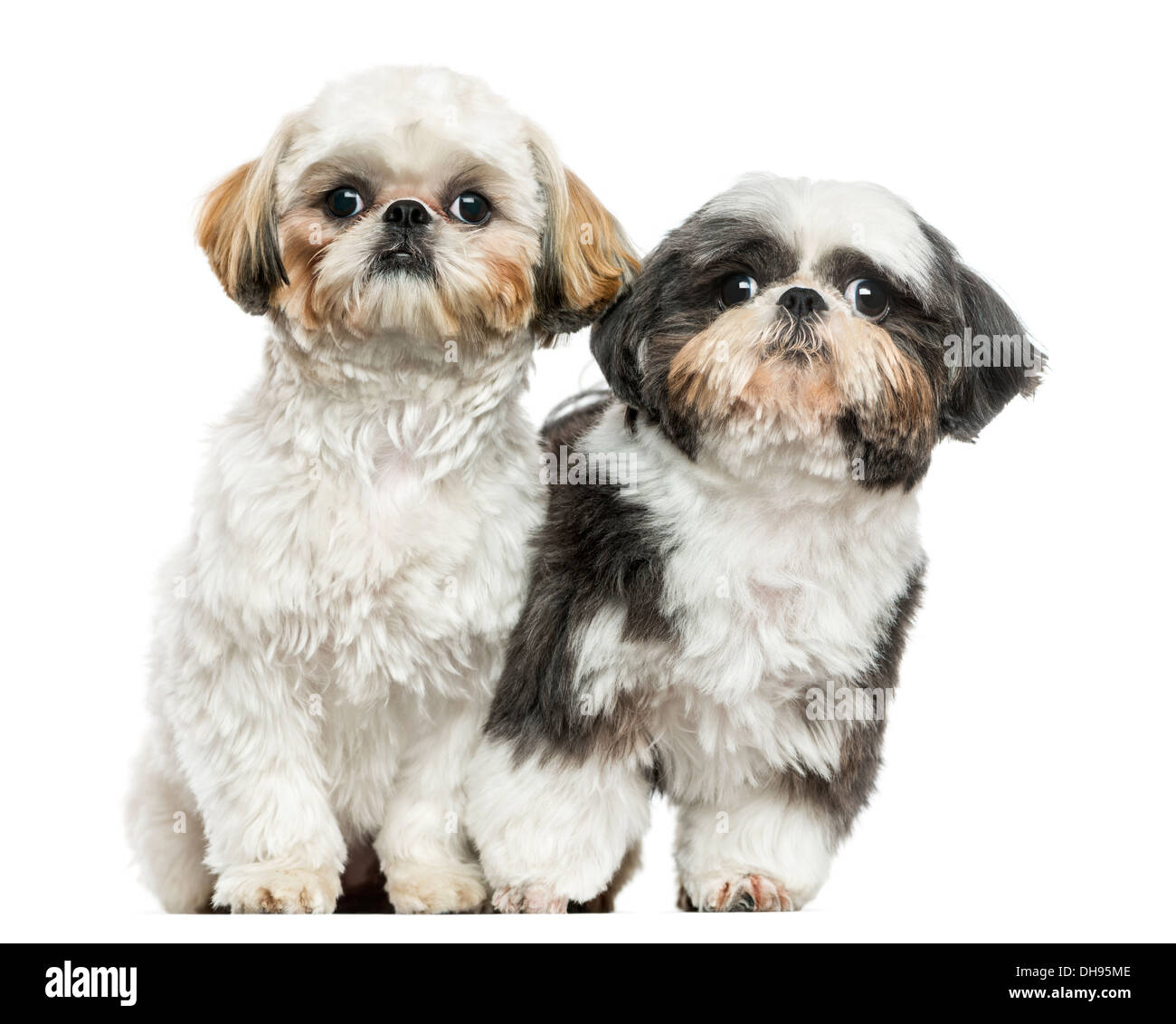 Sitting next each other Cut Out Stock Images & Pictures - Alamy